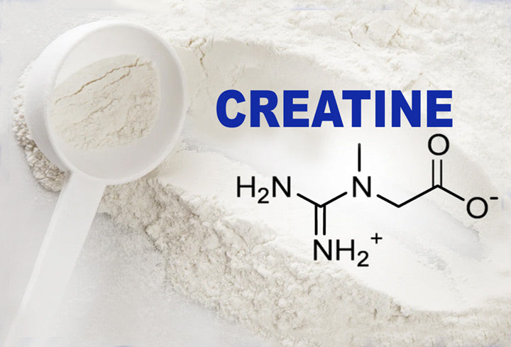 Creatine research broadens - muscle growth, energy promotion and ...