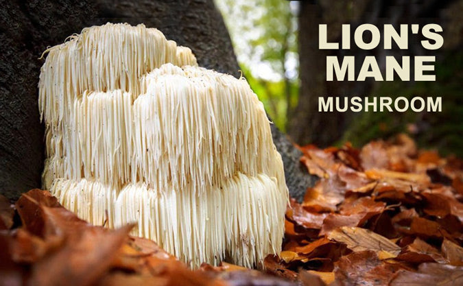 Australian study highlights cognitive benefits of Lion’s Mane---the ...
