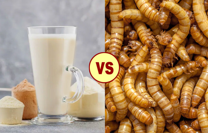 Mealworm larvae protein approved in the EU, but new study reinforces ...