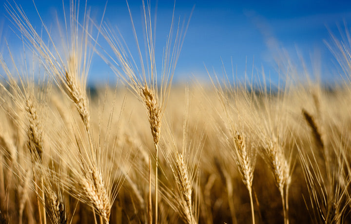 Phytase: the potent enzyme that can help you enjoy grains again ...