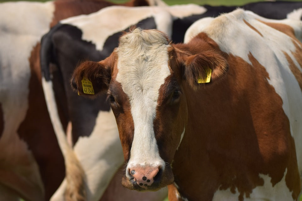 How Cows Give You Diabetes - Optimal Health Insider – Optimal Health ...